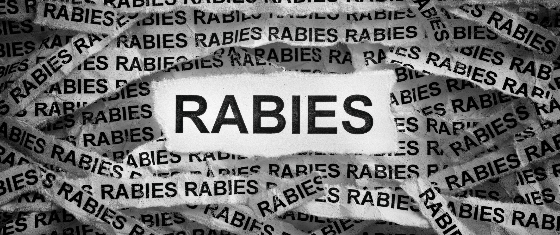 Rabies: Symptoms, Causes, Prevention and Treatment You Should Know