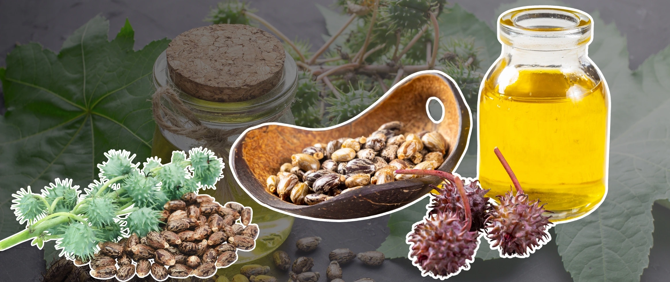 Top 5 Health & Beauty Benefits of Castor Oil: Uses, Skin & Stomach Health